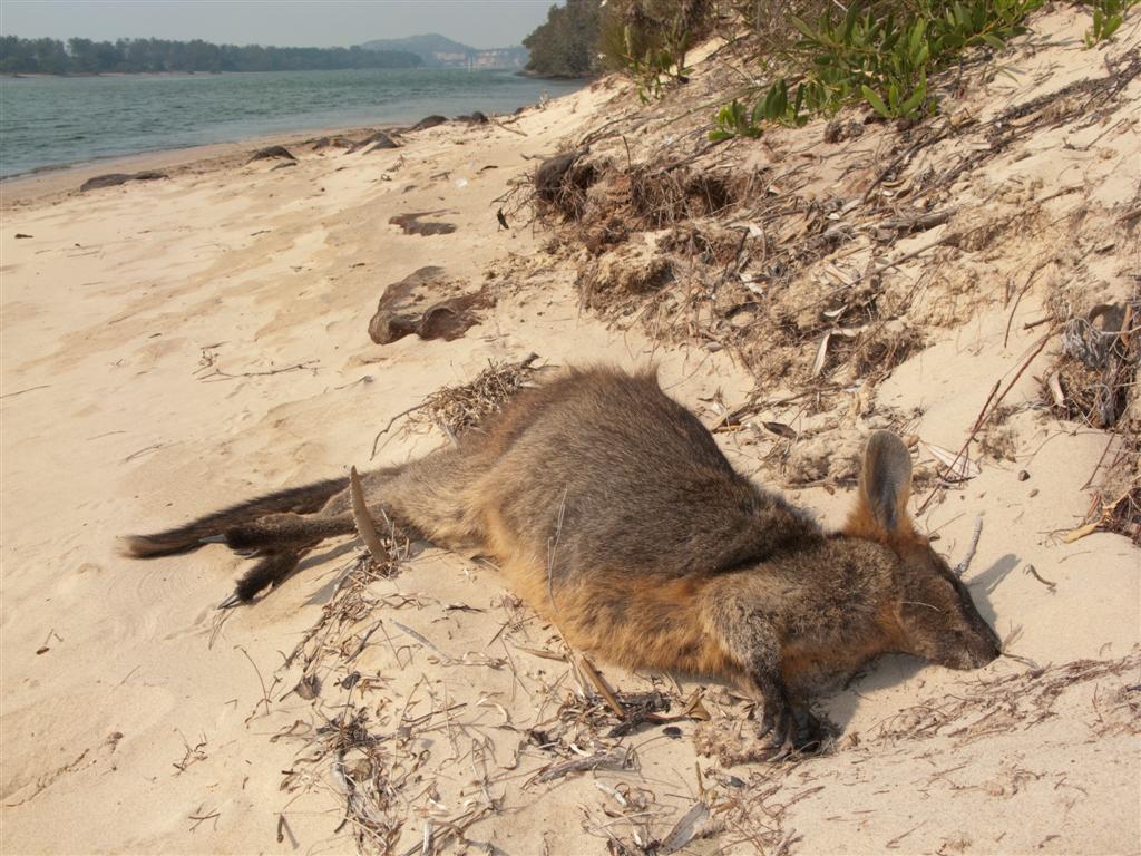 Wooli dust and fires