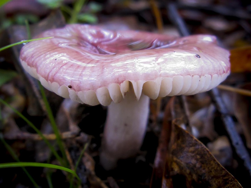 Humungous fungus amongus