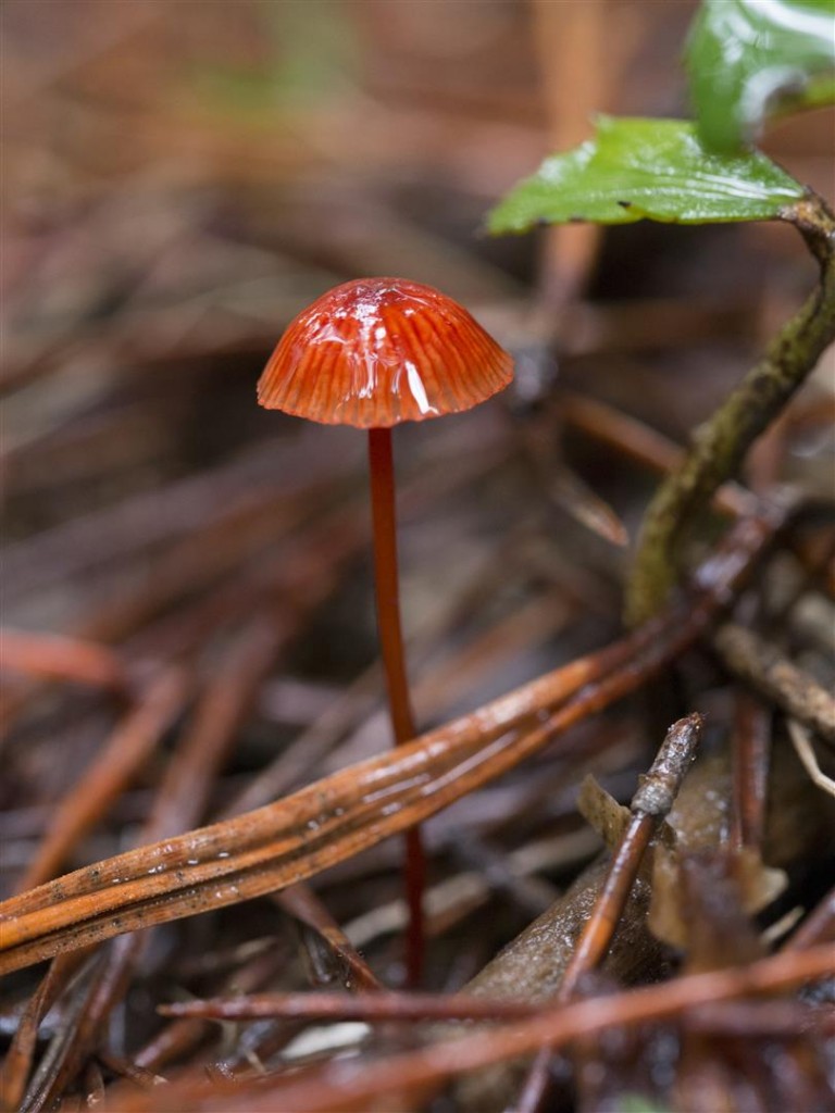 Humungous fungus amongus