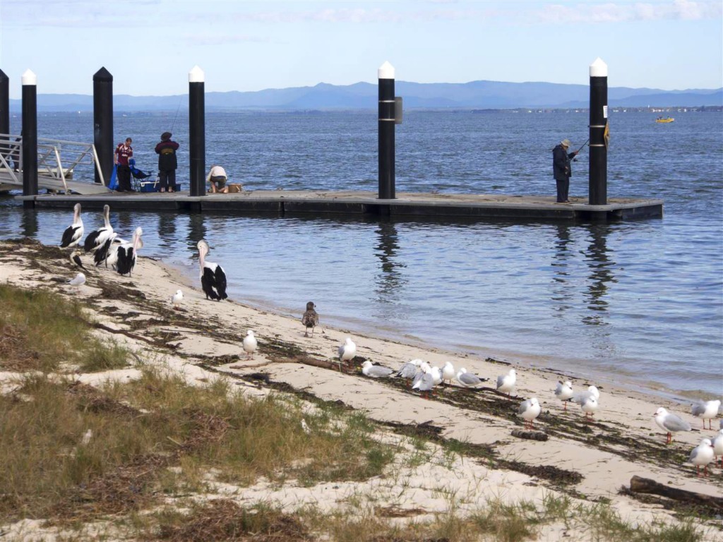 Hanging out at the Bribie jetty