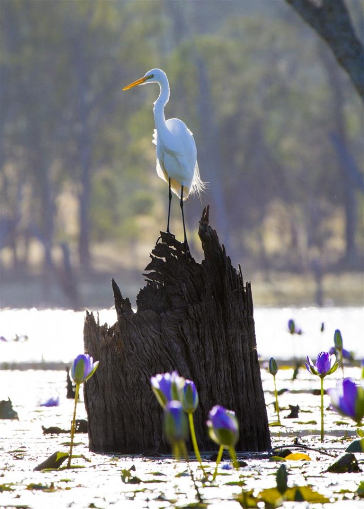 Nuga Nuga National Park