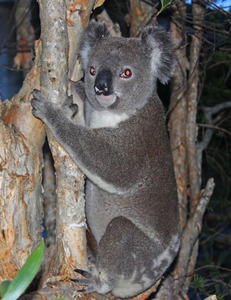 Koalas — dead and alive