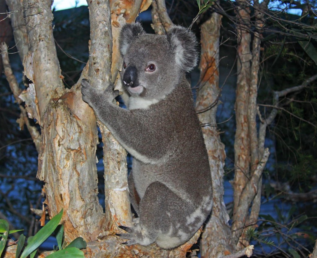 Koalas — dead and alive