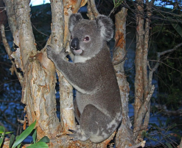 Koalas — dead and alive