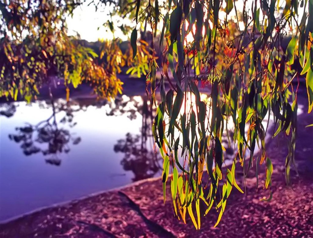 ‘Gruesome and revelatory’ — the story of our mysterious mistletoe