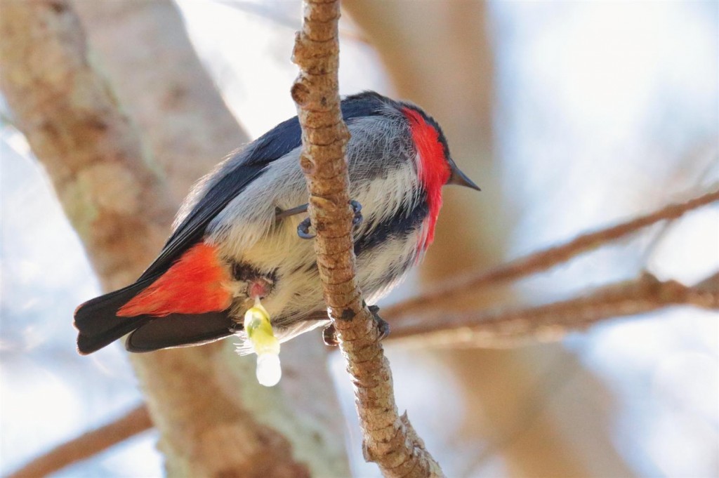 ‘Gruesome and revelatory’ — the story of our mysterious mistletoe