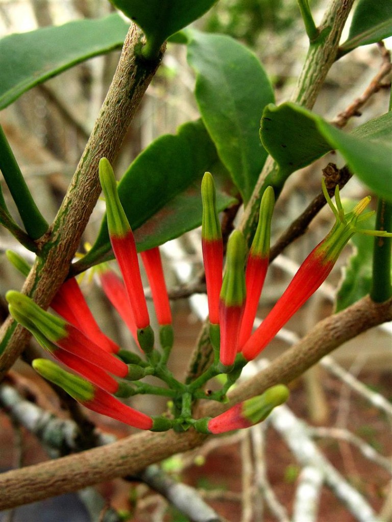 ‘Gruesome and revelatory’ — the story of our mysterious mistletoe