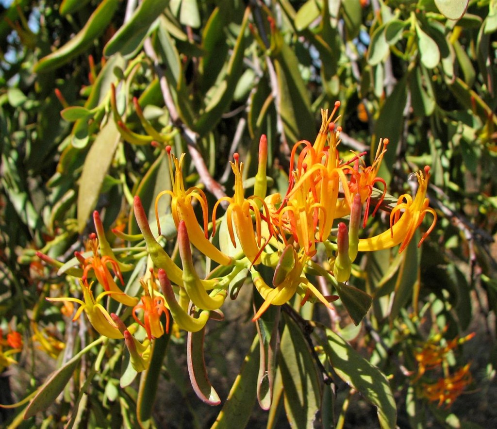 ‘Gruesome and revelatory’ — the story of our mysterious mistletoe