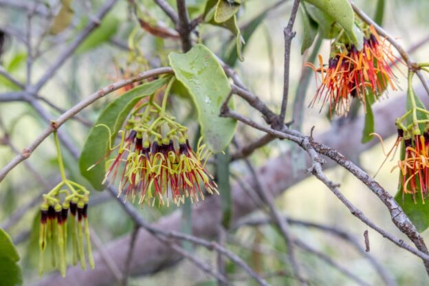 The mistletoe — as Australian as the gum tree