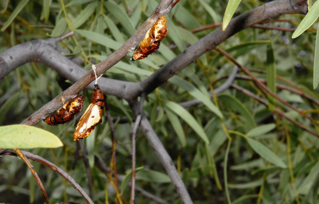 The mistletoe — as Australian as the gum tree