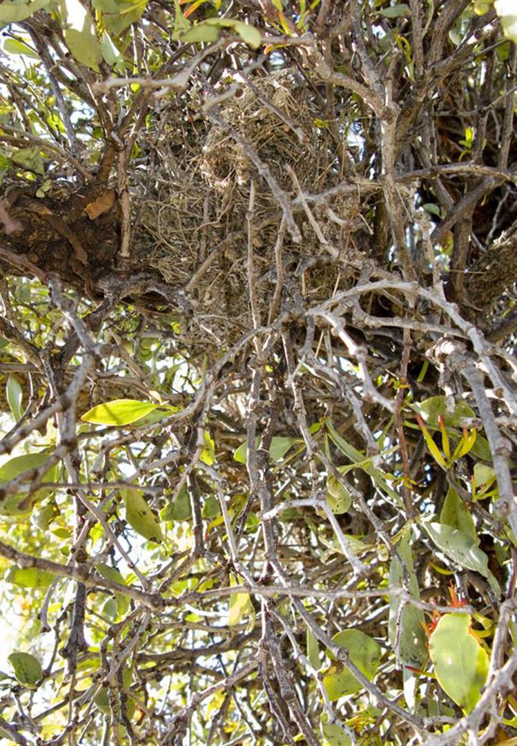 The mistletoe — as Australian as the gum tree