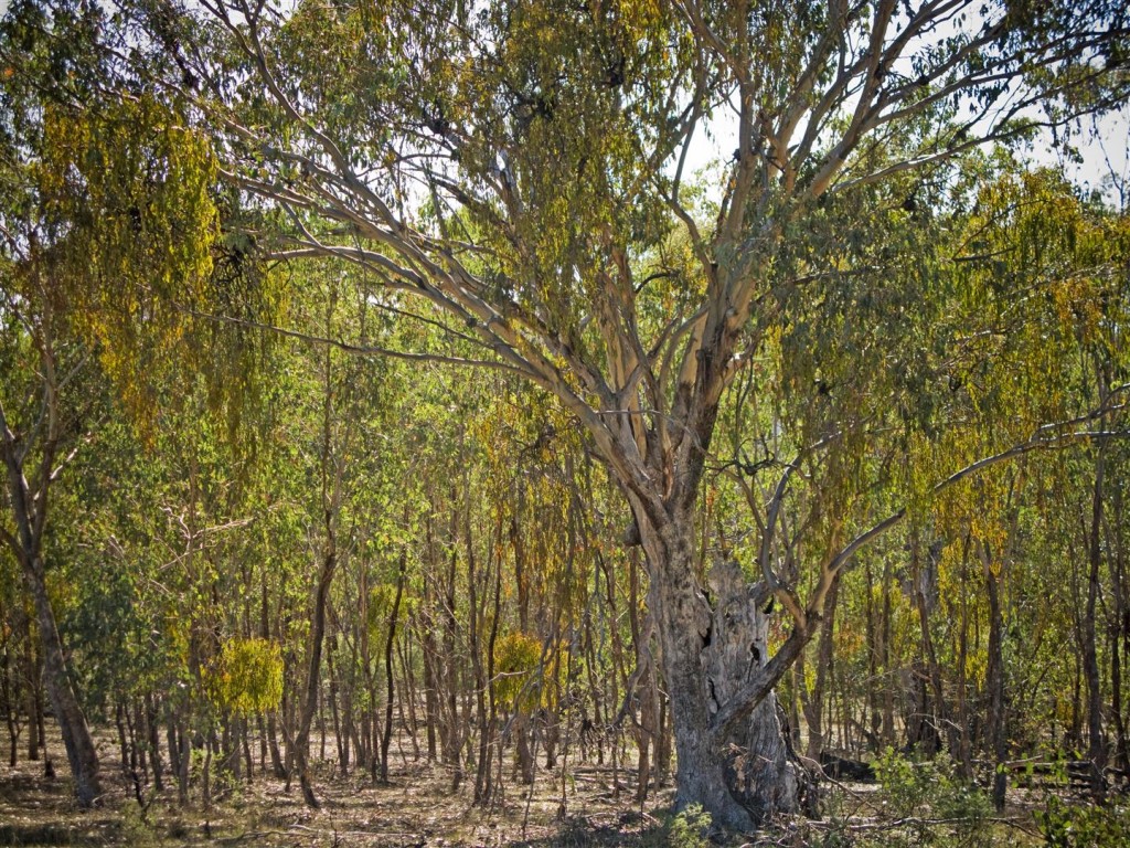 The mistletoe — as Australian as the gum tree