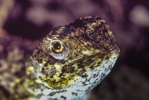new species of grassland earless dragons in Queensland