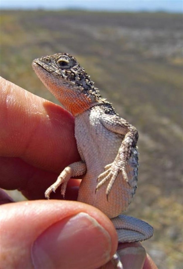 new species of grassland earless dragons in Queensland
