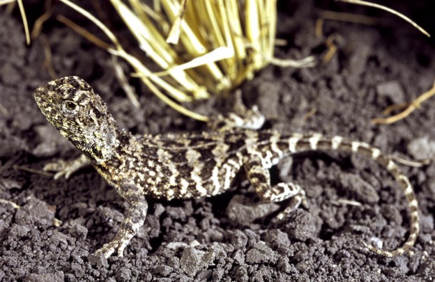 new species of grassland earless dragons in Queensland
