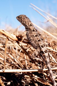 new species of grassland earless dragons in Queensland