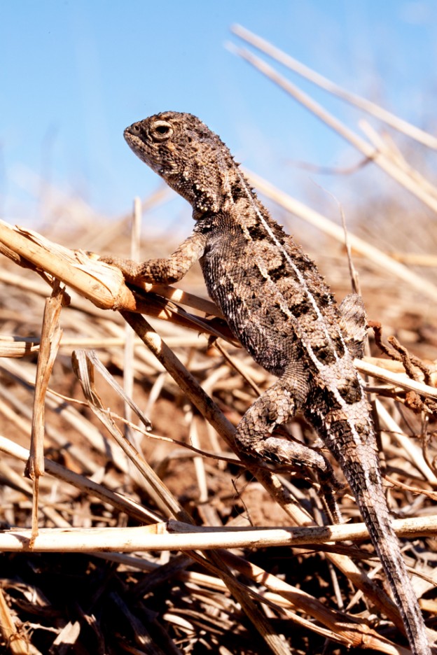 new species of grassland earless dragons in Queensland