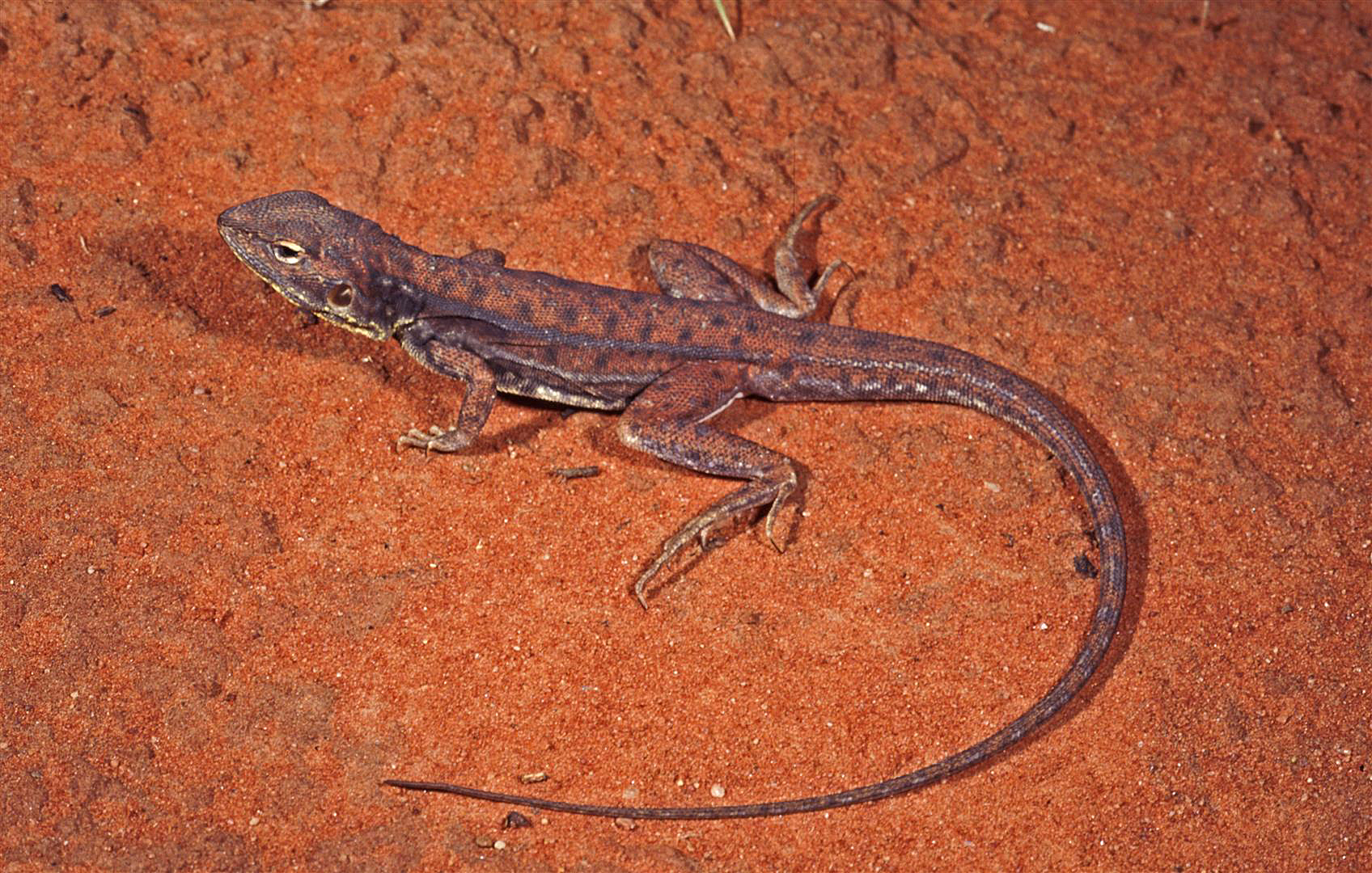 The Simpson revisited