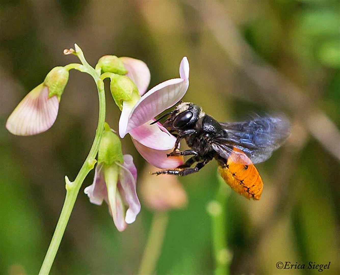 Verandah renovations — Fire-tailed Resin Bees (Part 2)