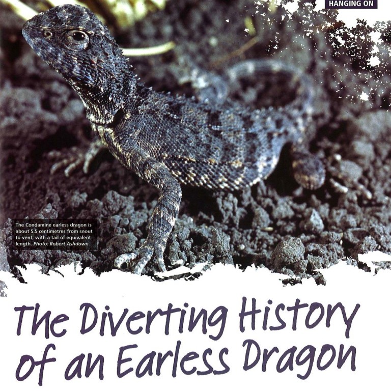 condamine earless dragons