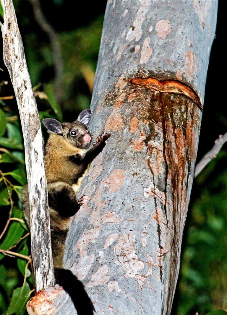 Yellow-bellied Gliders live in family groups comprising up to six ...