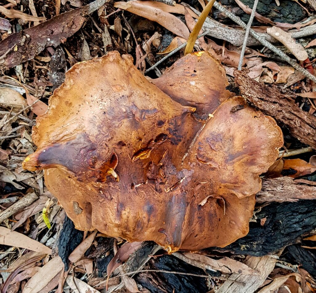 Blackfellow’s Bread Fungus