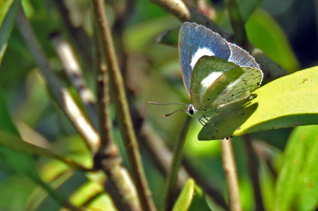 cycad moth