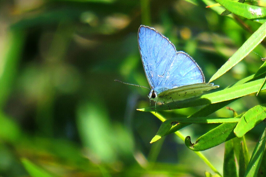 Rampage of the tiny blue pests