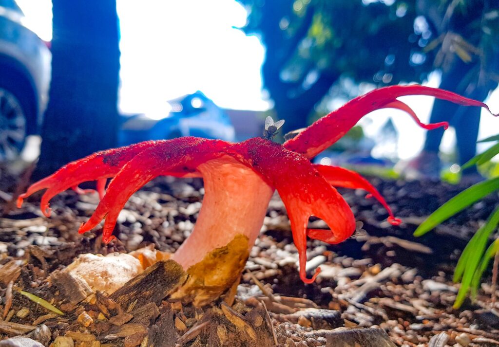 Weird and wonderful fungi